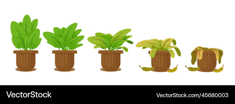 Flower houseplant withering phases flat Royalty Free Vector