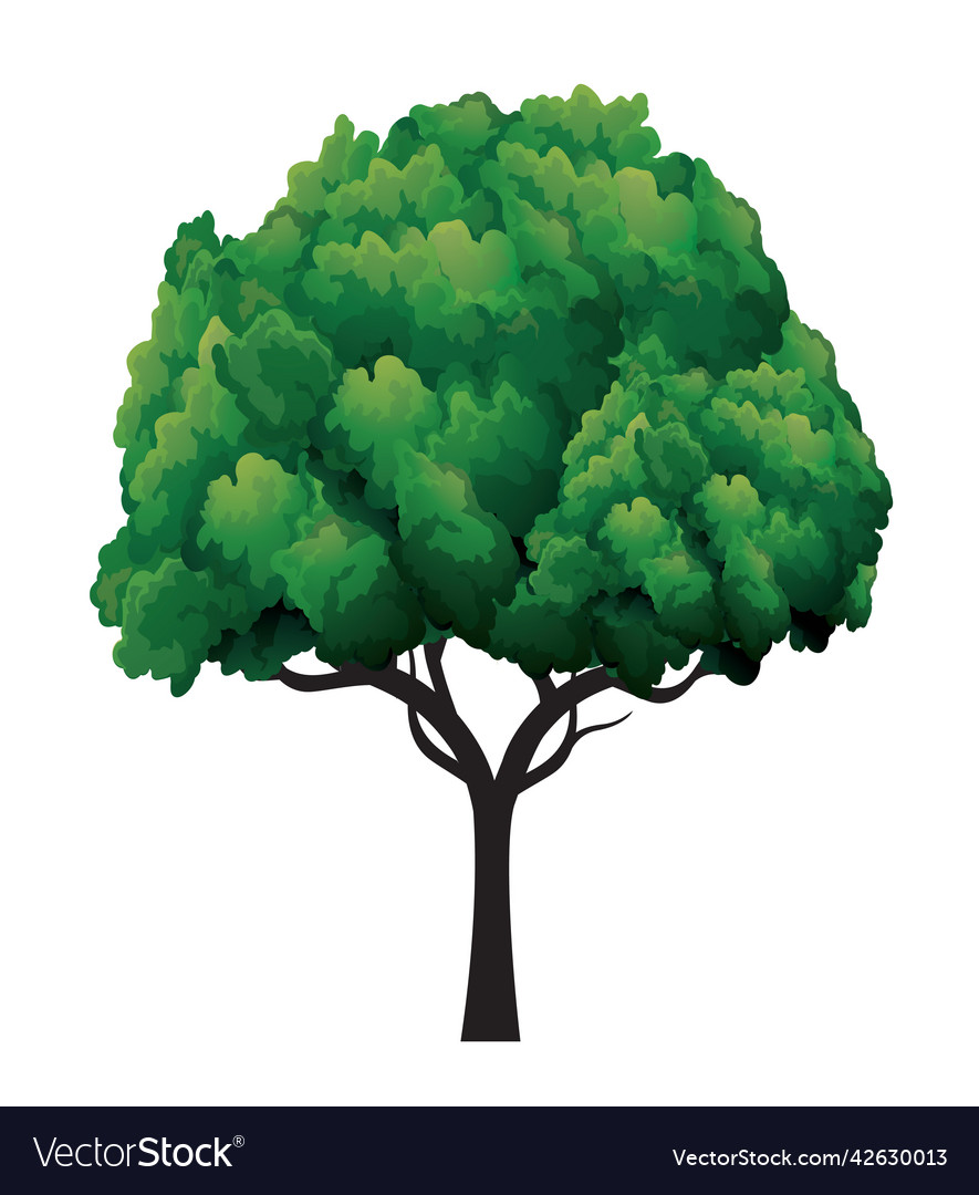 Green spring tree Royalty Free Vector Image - VectorStock