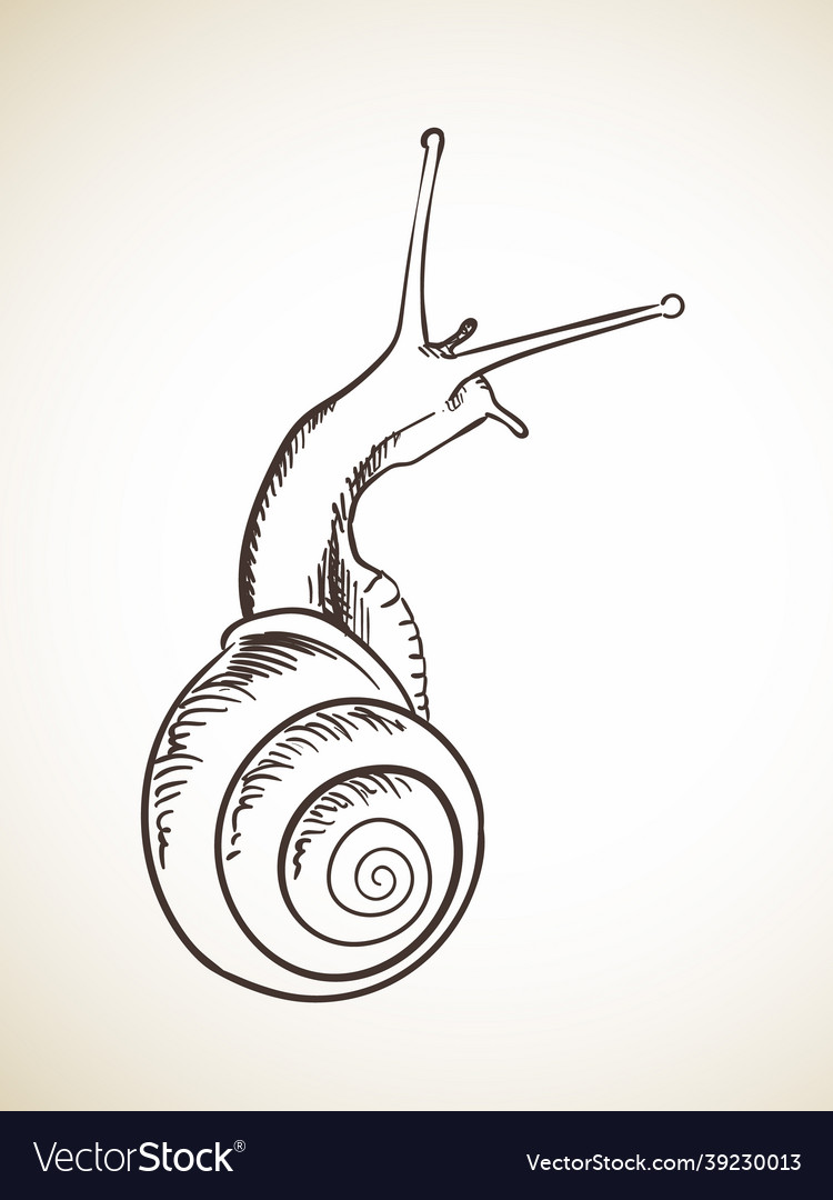 Snail Royalty Free Vector Image - VectorStock