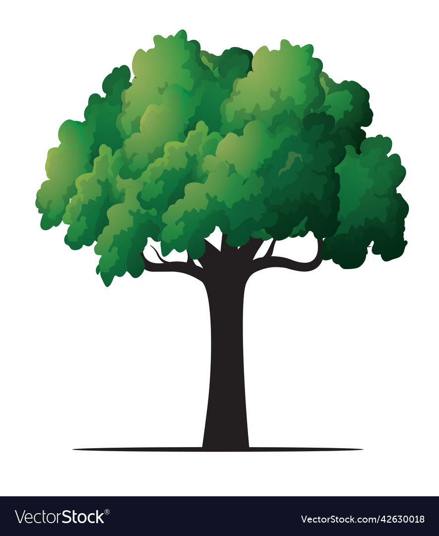 Green spring tree Royalty Free Vector Image - VectorStock