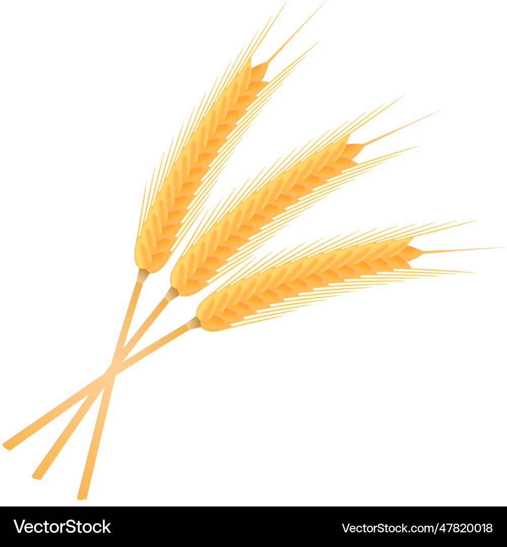 Ripe barley spikelets barley grains Royalty Free Vector