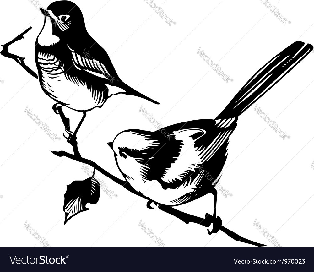 Birds Royalty Free Vector Image - VectorStock