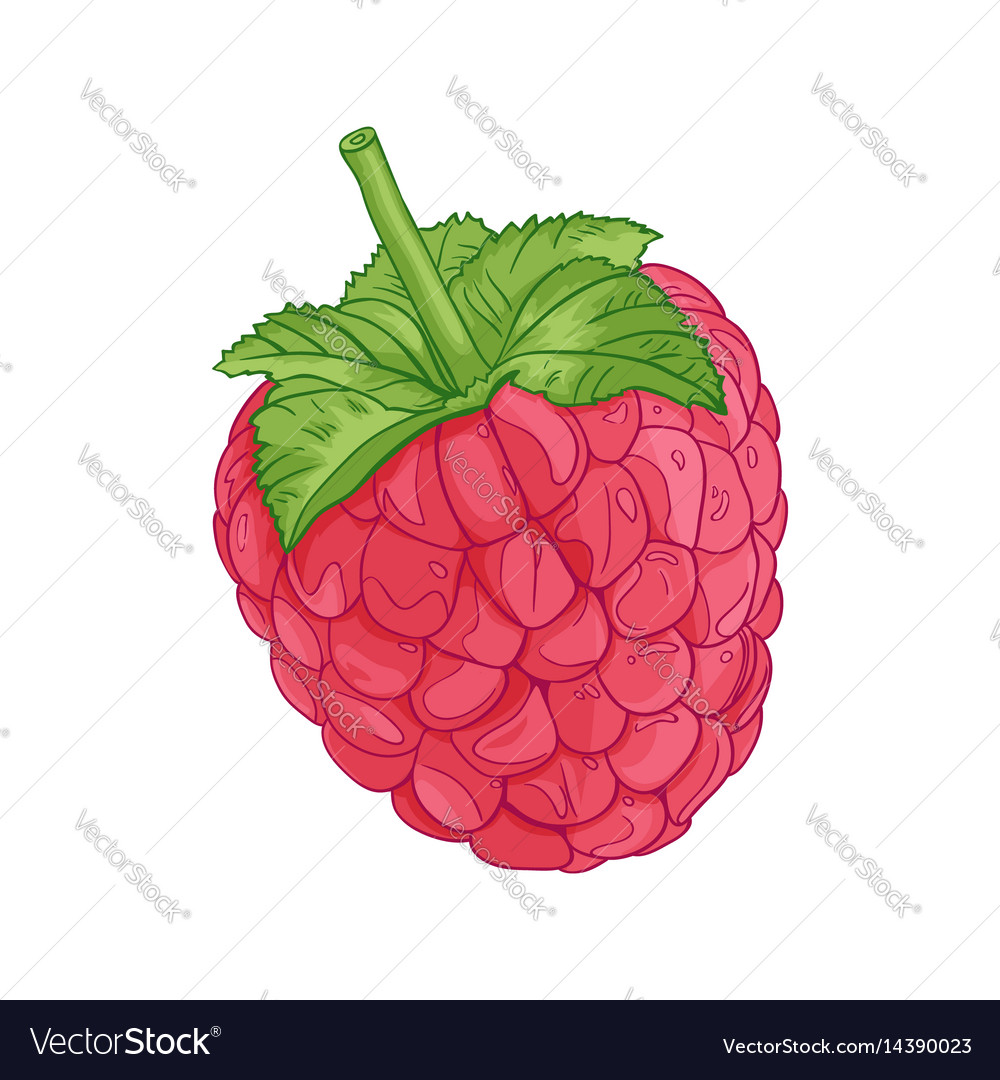 Raspberry Royalty Free Vector Image - VectorStock