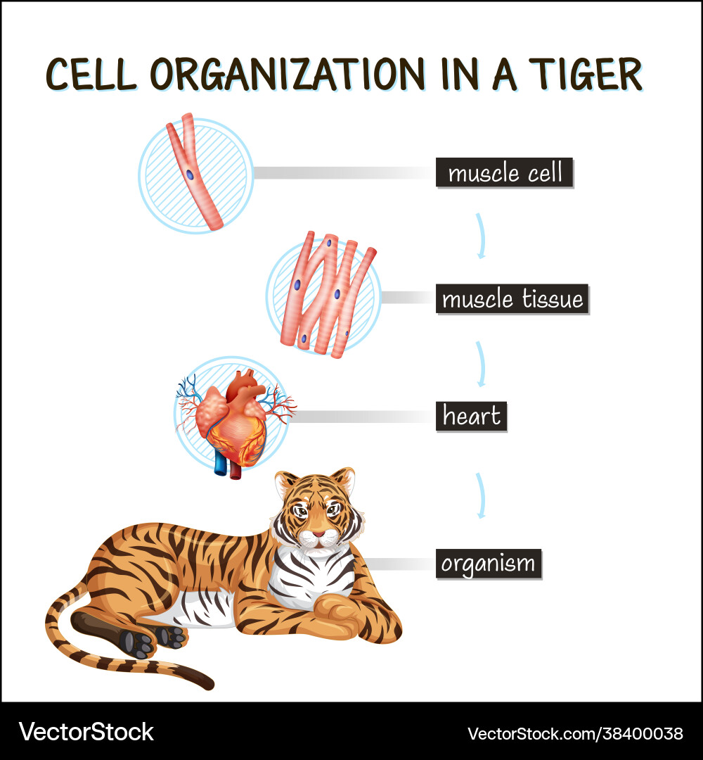 Diagram showing cell organization in a tiger Vector Image