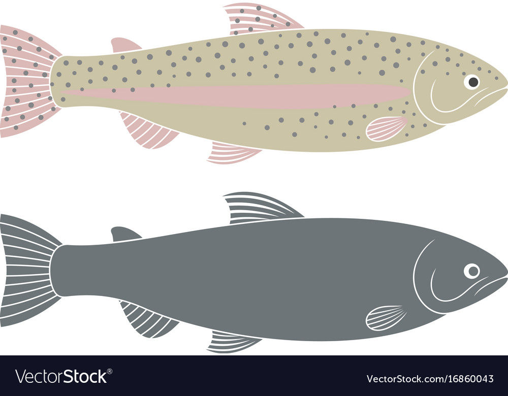 Rainbow trout Royalty Free Vector Image - VectorStock