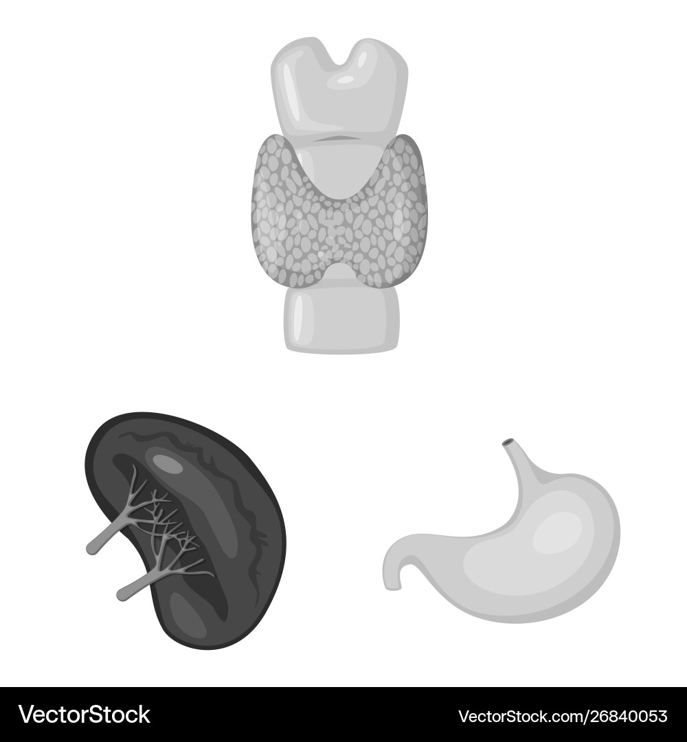 Design internal and medical icon set Royalty Free Vector
