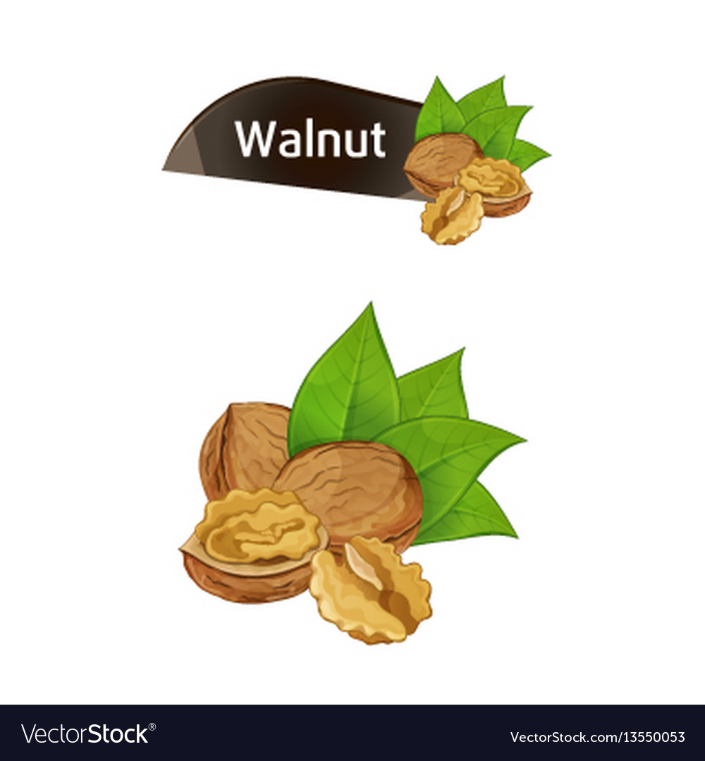 Walnut kernel in nutshell with leaves set Vector Image