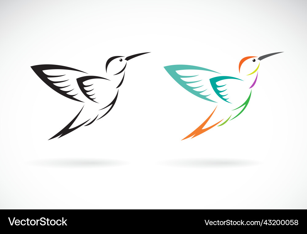 Humming bird design on white background Royalty Free Vector