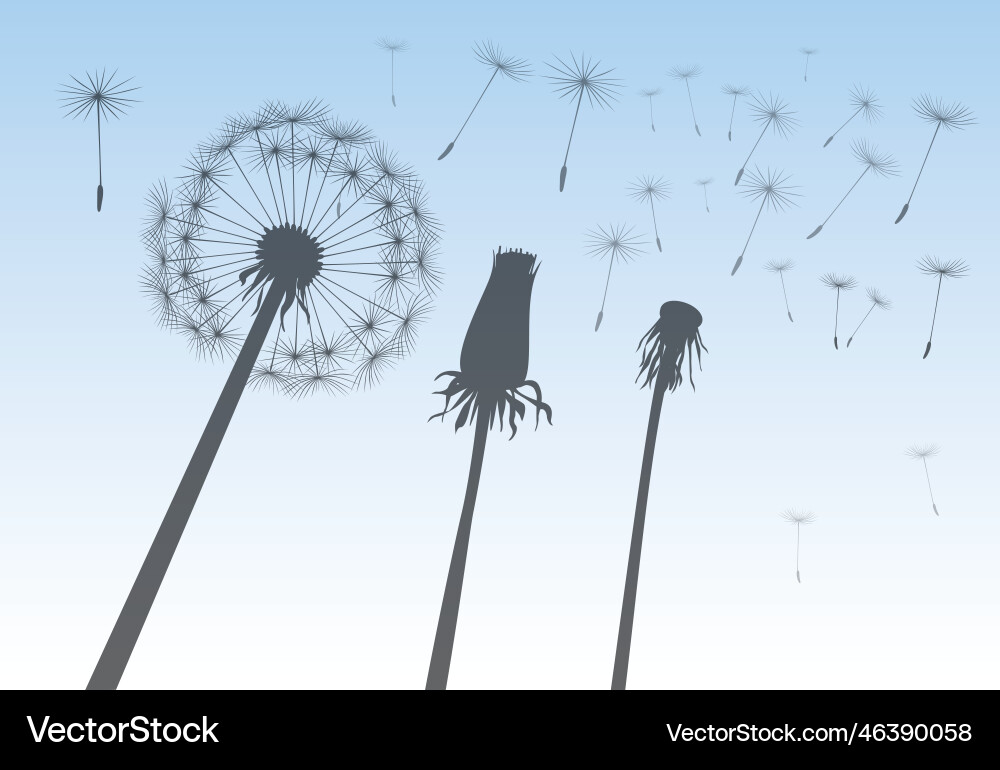 Shape of dandelion outline Royalty Free Vector Image