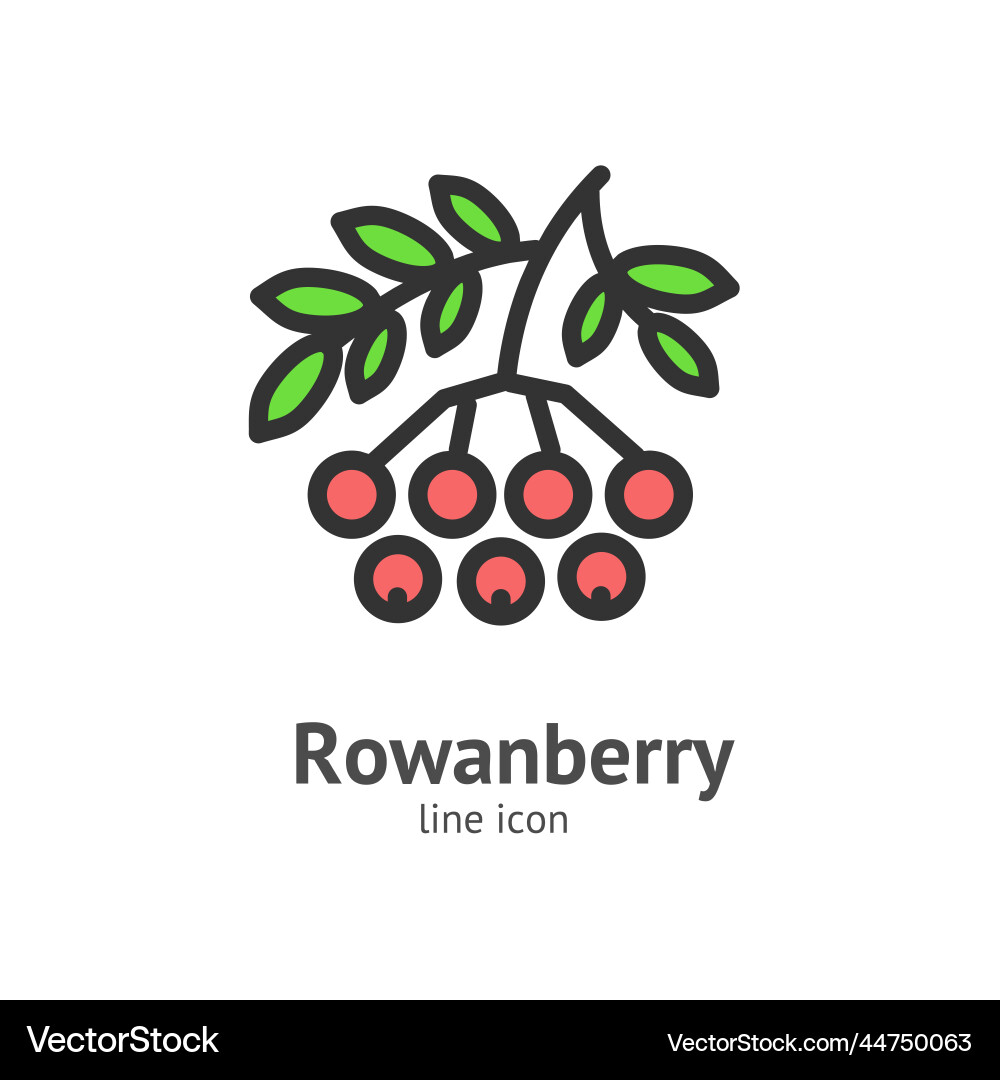 Rowanberry berry color thin line icon concept Vector Image