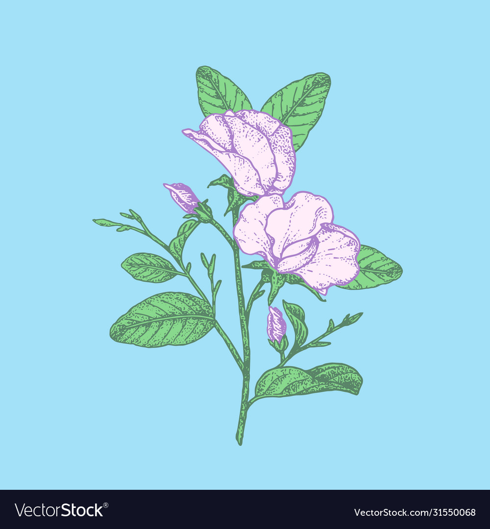 Pea-flowers colored-layers Royalty Free Vector Image Pea-flowers colored-layers Royalty Free Vector Image