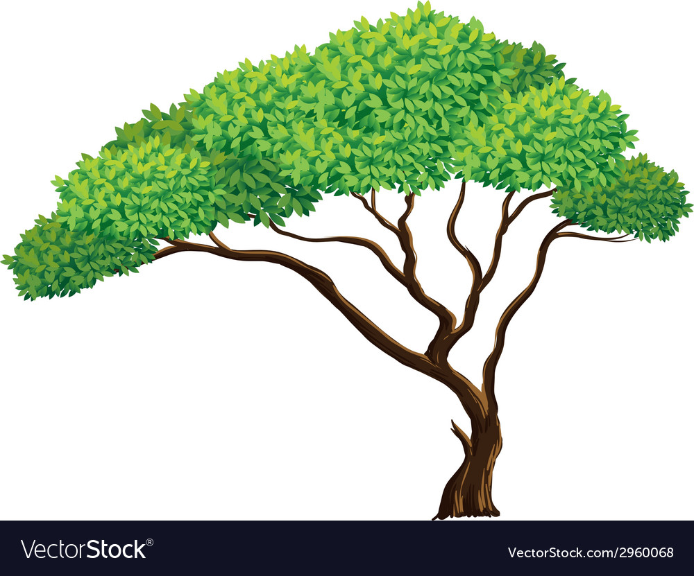 Tree Royalty Free Vector Image - VectorStock