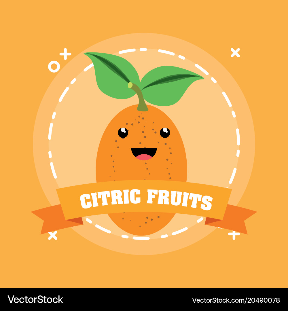 Citric fruits design Royalty Free Vector Image