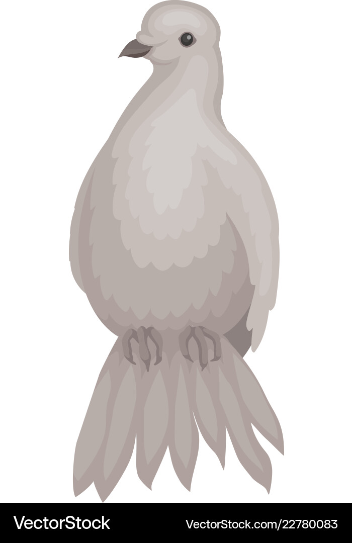 Gray dove with fluffy tail bird with small head Vector Image