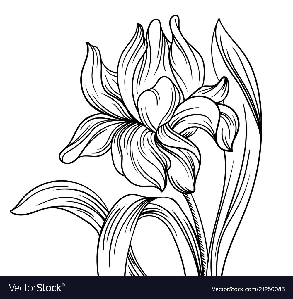 Iris 1 Royalty Free Vector Image - VectorStock
