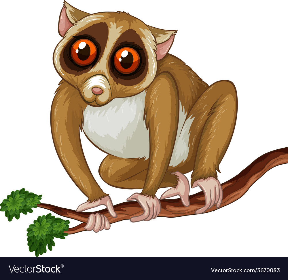 Loris Royalty Free Vector Image - VectorStock
