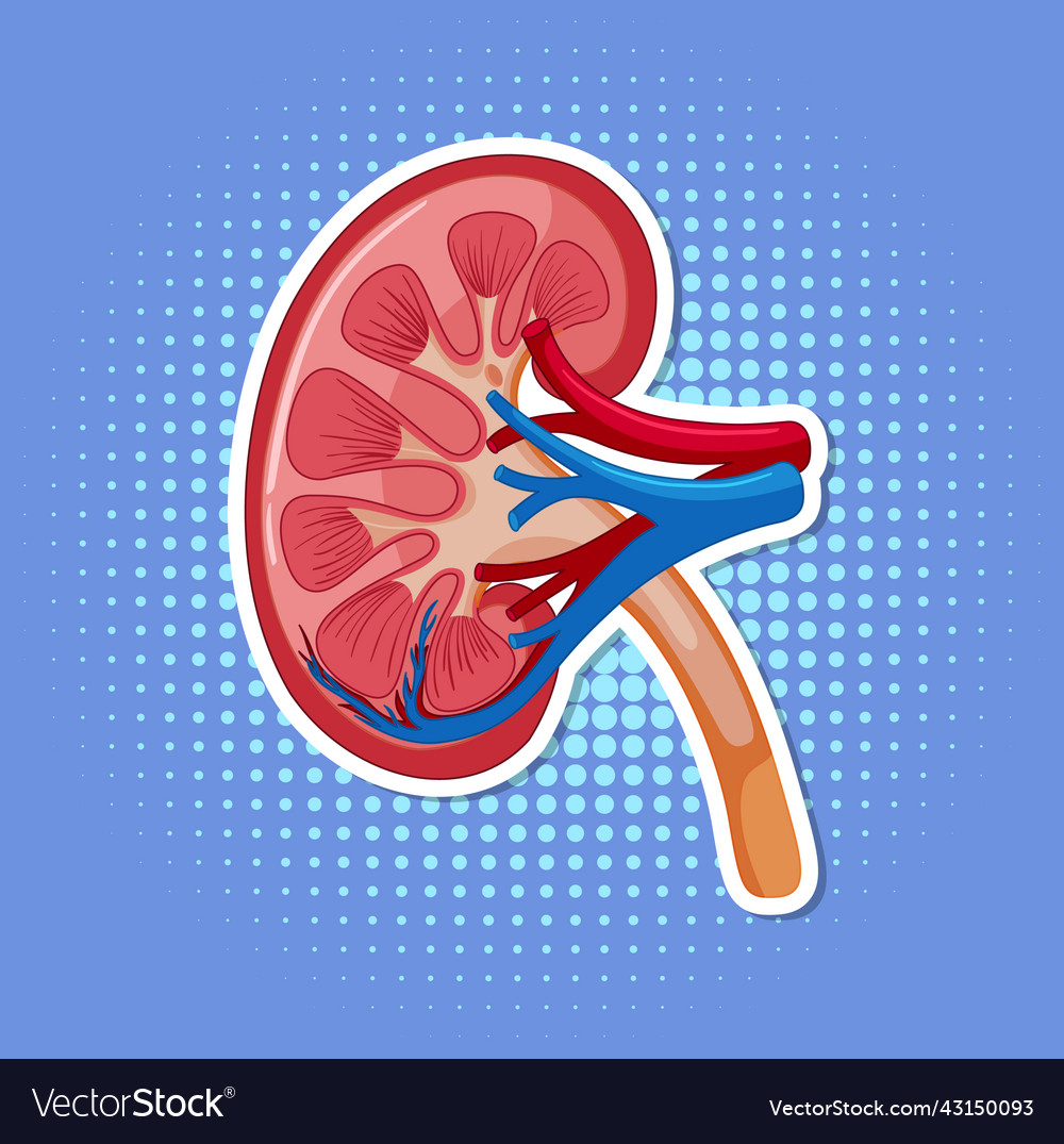 Human internal organ with kidney Royalty Free Vector Image