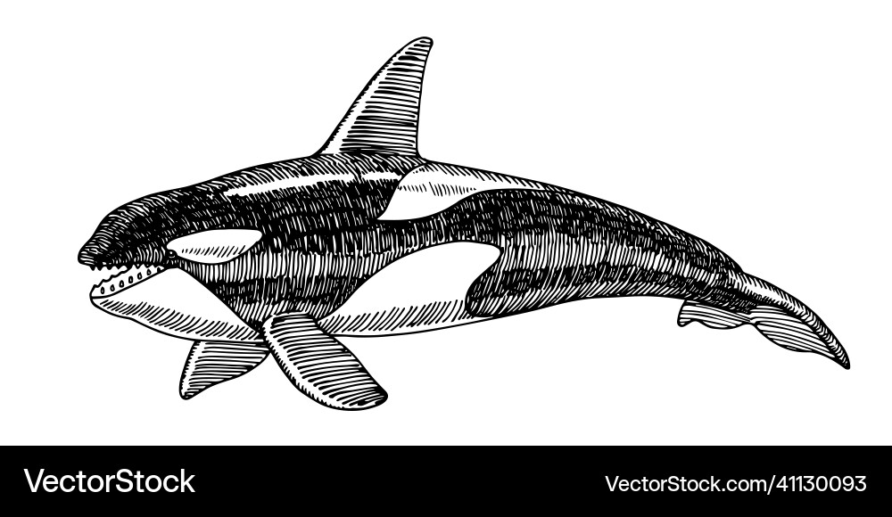Orca a marine predatora toothy whale Royalty Free Vector
