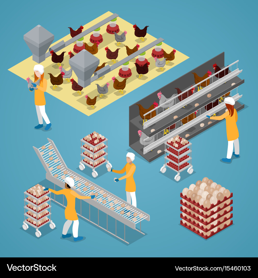 Isometric chicken farm poultry organic eggs Vector Image