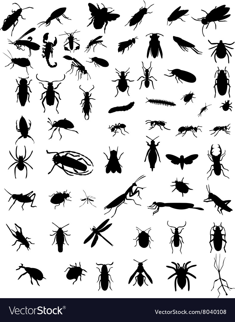 Bugs 3 Royalty Free Vector Image - VectorStock