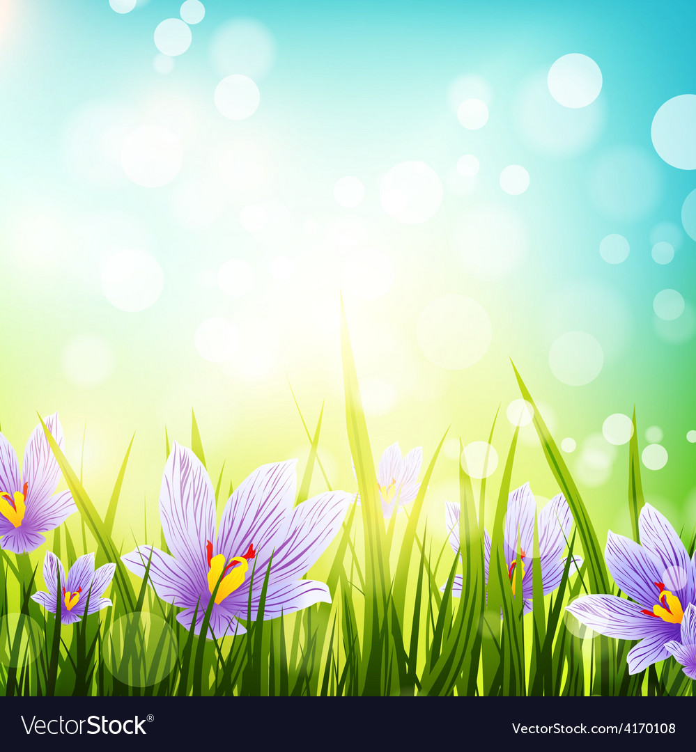 Crocus Flowers Royalty Free Vector Image - VectorStock
