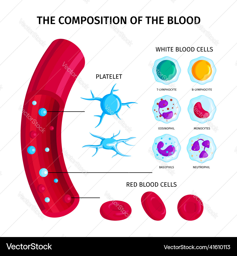 Composition of blood infographics Royalty Free Vector Image