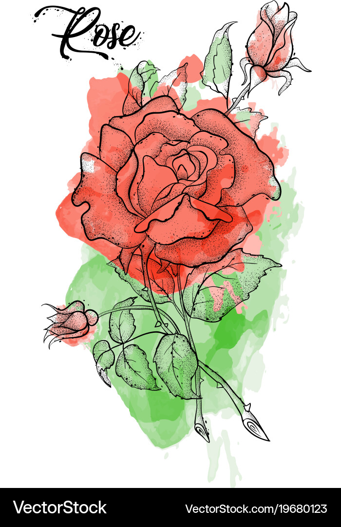 Hand drawn rose etch style roses and leaves Vector Image