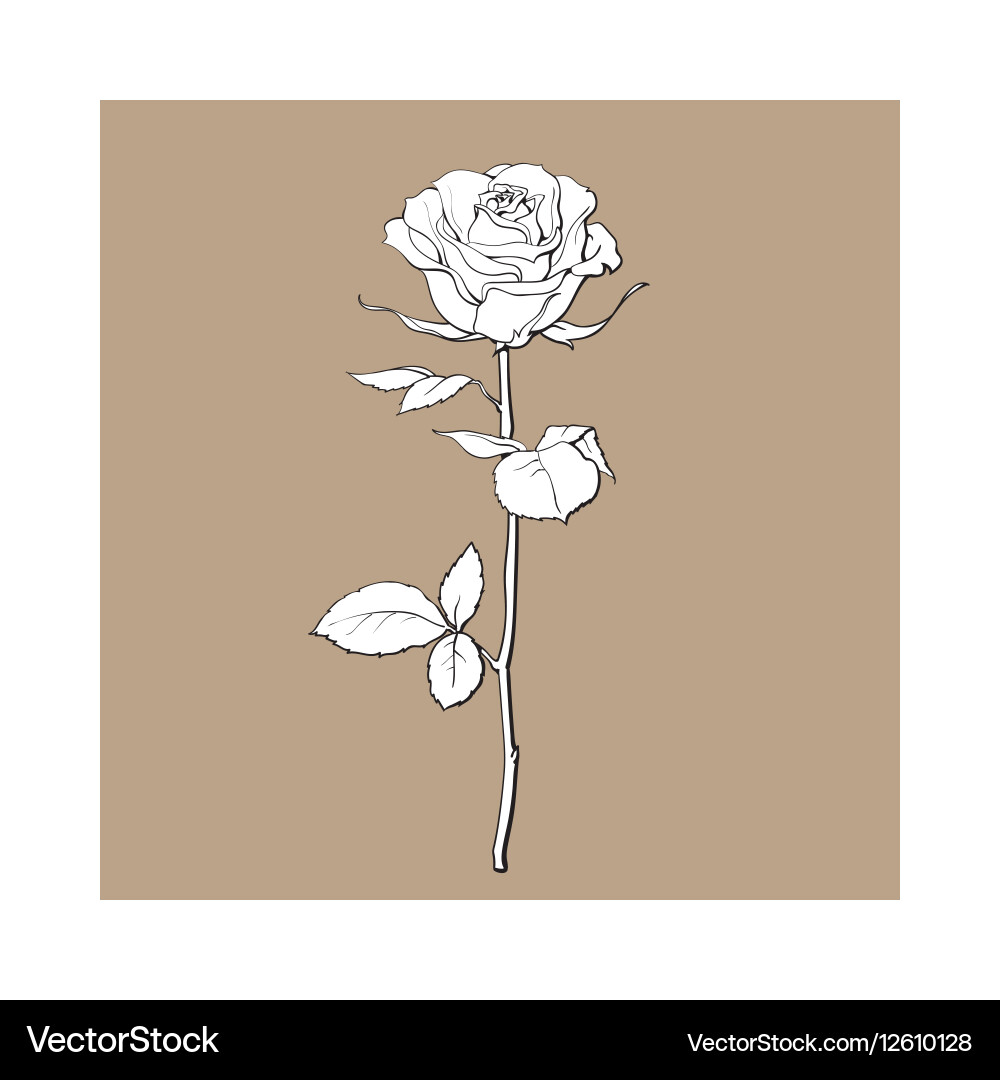 Deep contour rose with green leaves isolated Vector Image
