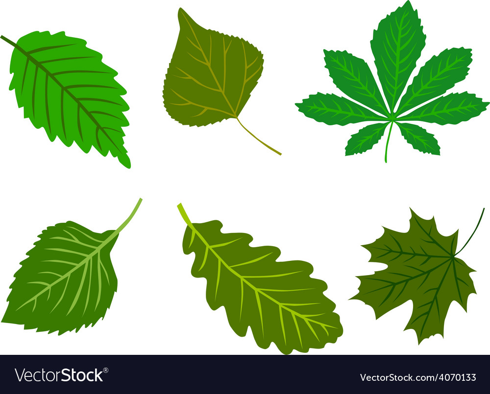 Leaf Royalty Free Vector Image - VectorStock