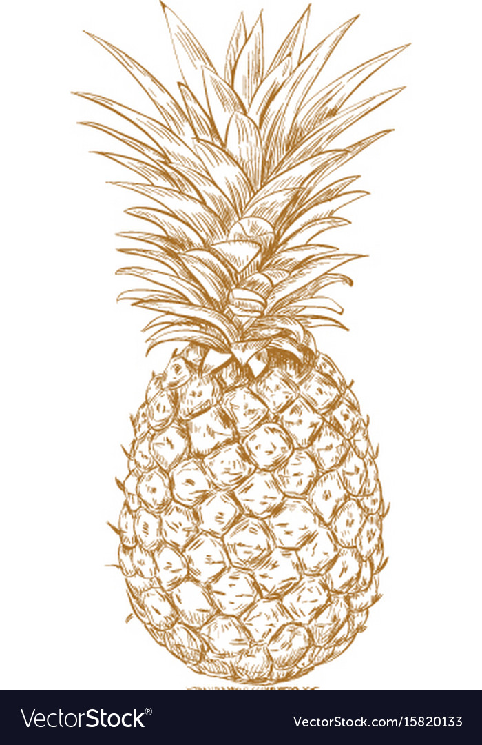 Pineapple sketch Royalty Free Vector Image - VectorStock