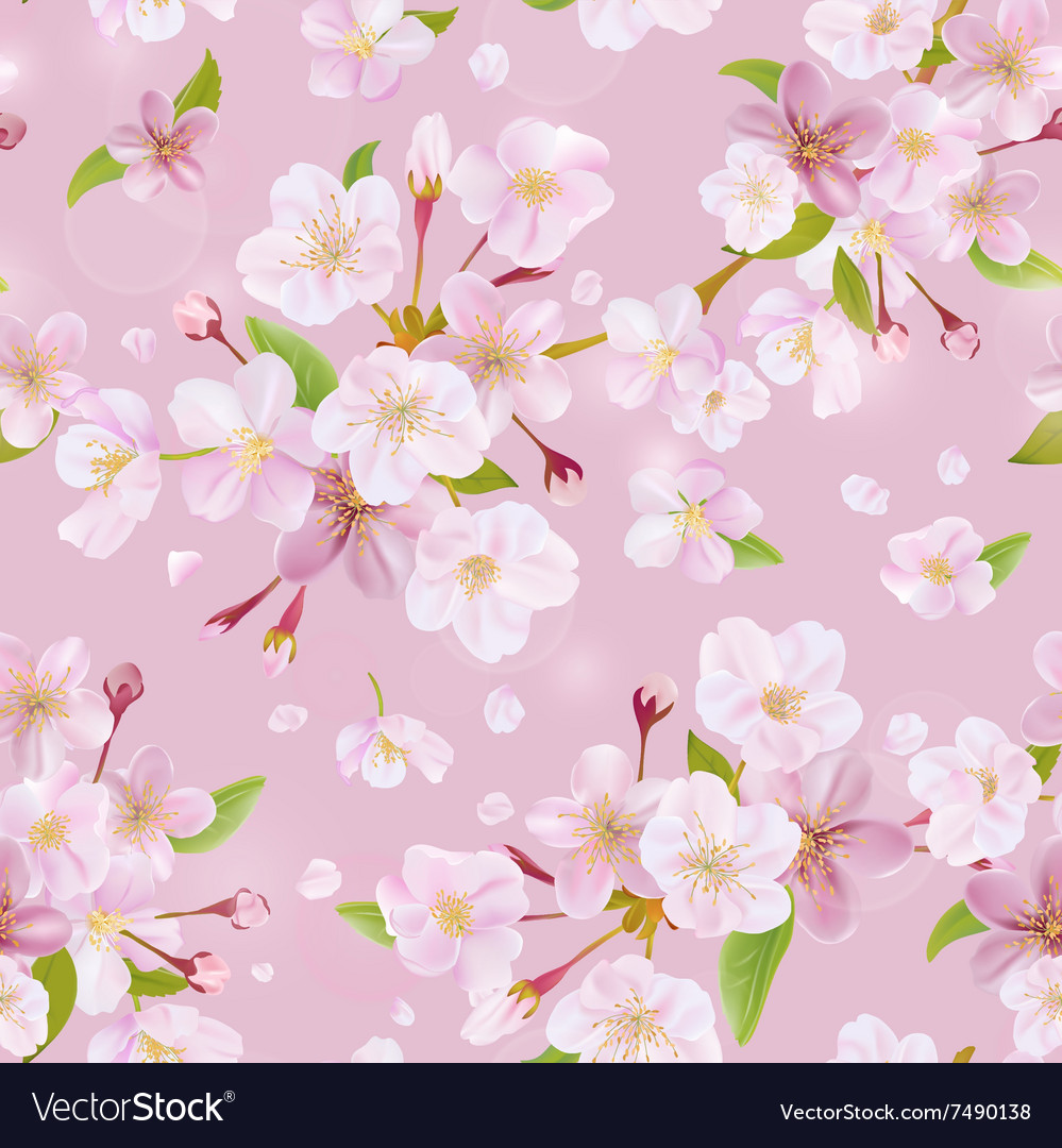 Cherry blossom spring background Royalty Free Vector Image
