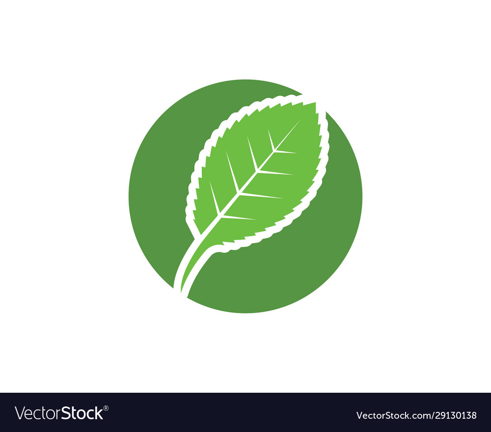 Mint leaf template Royalty Free Vector Image - VectorStock