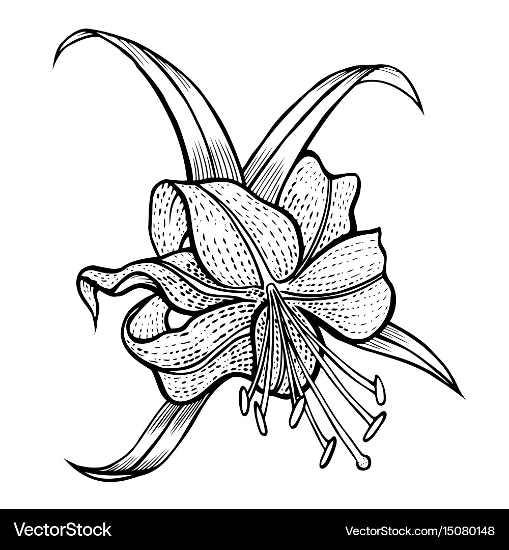 Five Petal Flower Drawing | Best Flower Site