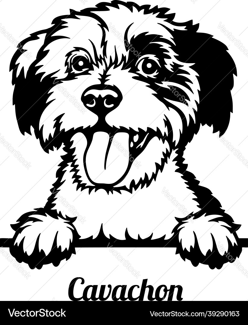 Cavachon peeking dog - head isolated on white Vector Image