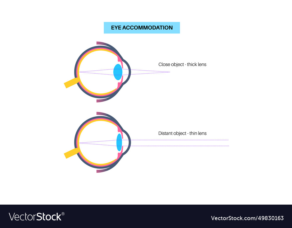 Eye accommodation poster Royalty Free Vector Image