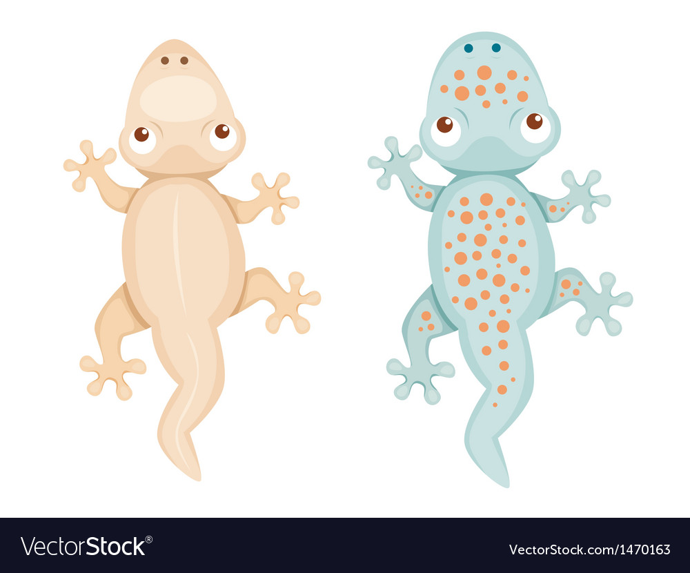 Gecko Royalty Free Vector Image - VectorStock