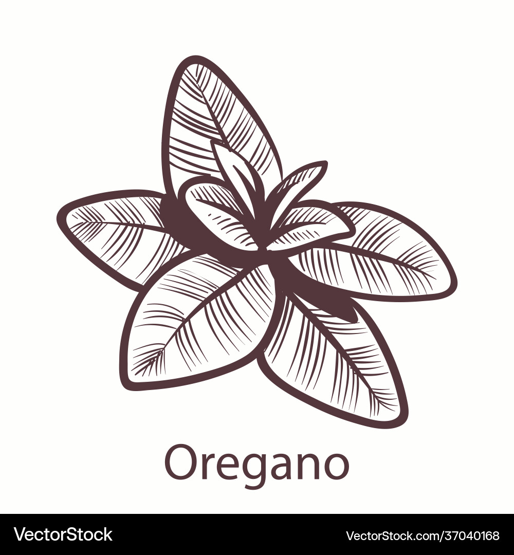 Oregano engraving isolated vegan Royalty Free Vector Image