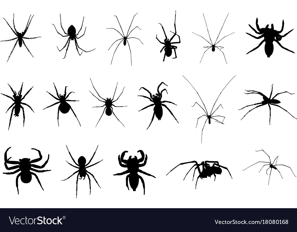 Set different spiders Royalty Free Vector Image