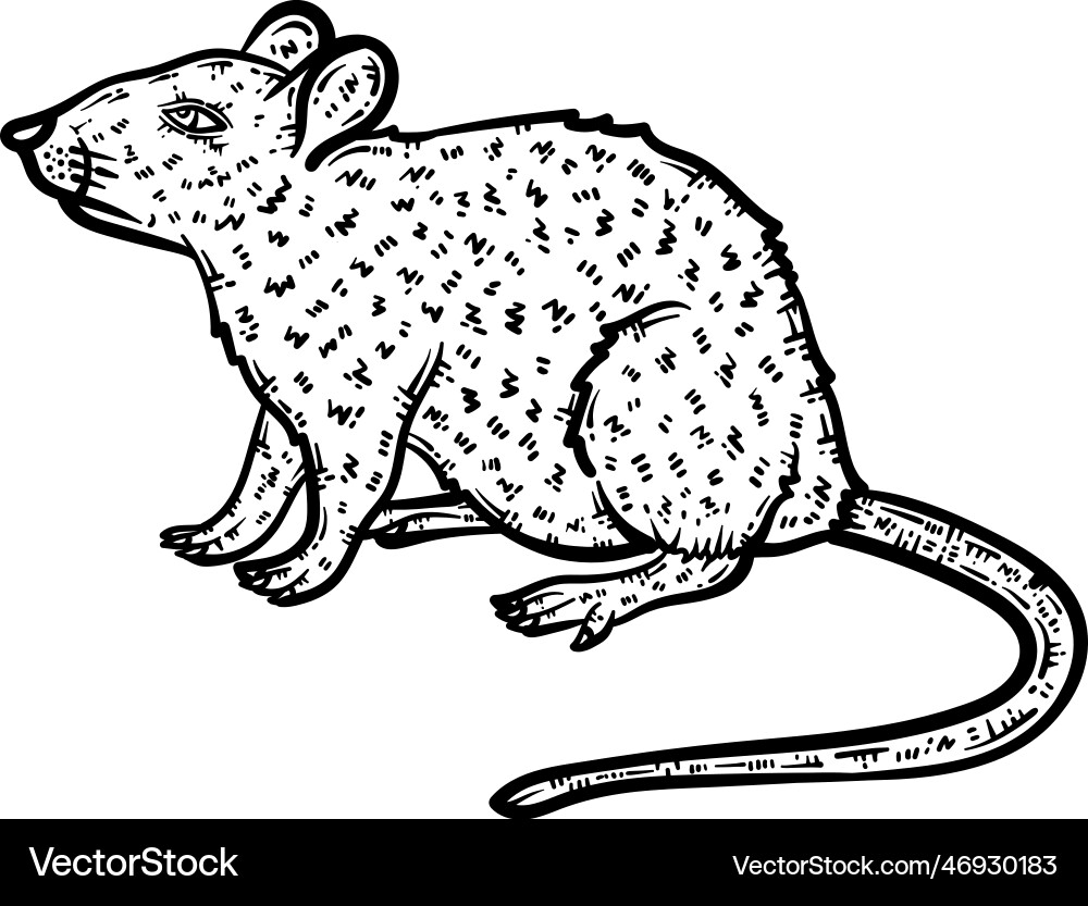 Mouse animal coloring page for adults Royalty Free Vector