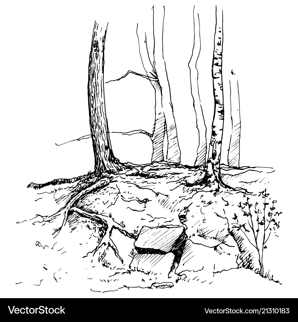 Sketch of tree trunks and rocks Royalty Free Vector Image