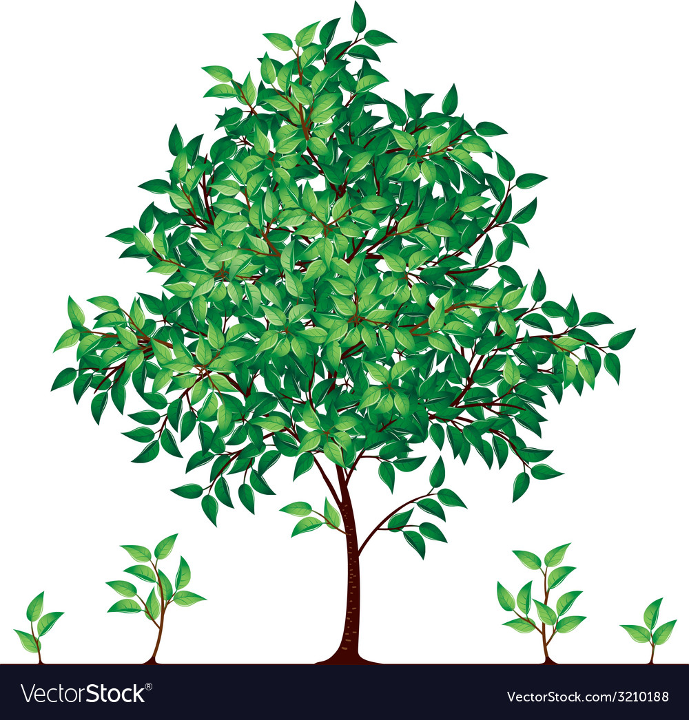 Tree Royalty Free Vector Image - VectorStock