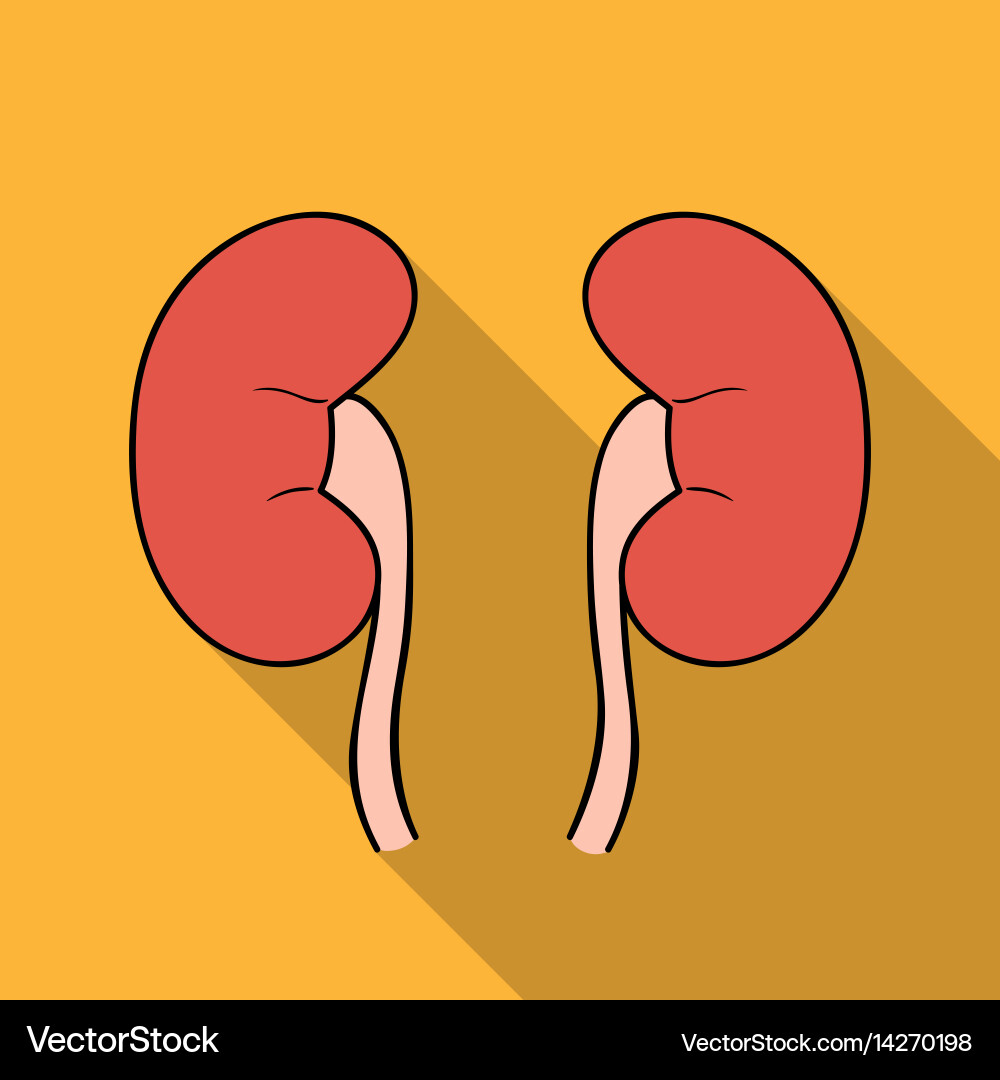 Human kidneys icon in flat style isolated on white