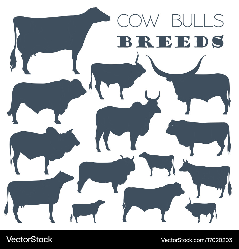 Cattle breeding cow bulls breed icon set flat Vector Image