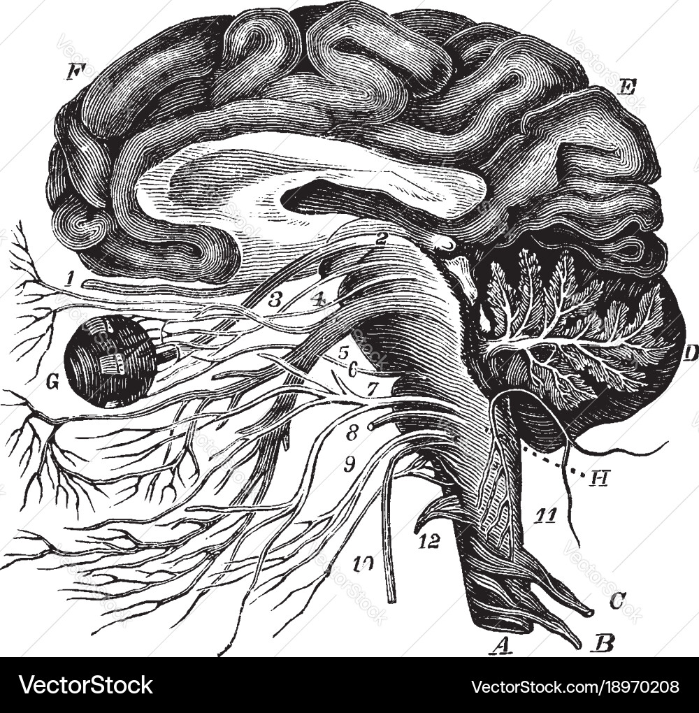 Brain and the cranial nerves vintage Royalty Free Vector