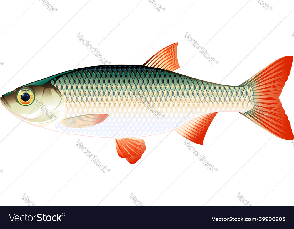 Rudd fish isolated Royalty Free Vector Image - VectorStock Rudd fish isolated Royalty Free Vector Image - VectorStock
