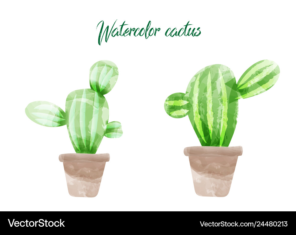 Cactus isolated on white background watercolor Vector Image