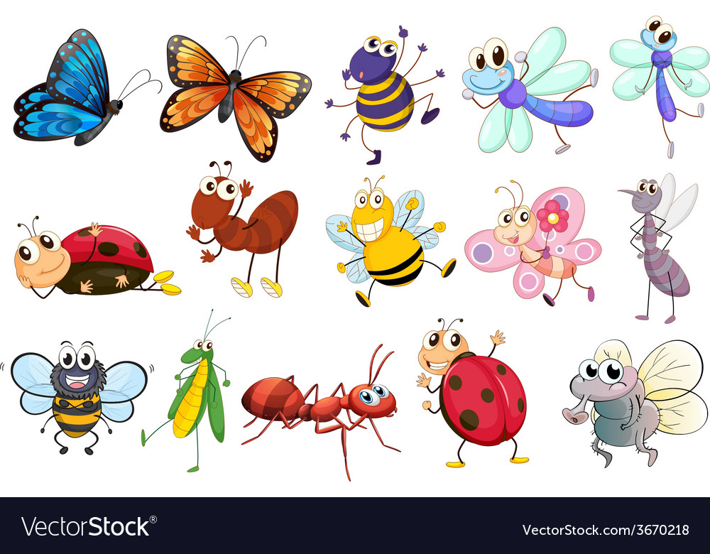 Insects Royalty Free Vector Image - VectorStock