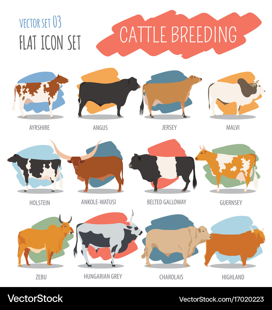 Cattle breeding cow bulls breed icon set flat Vector Image
