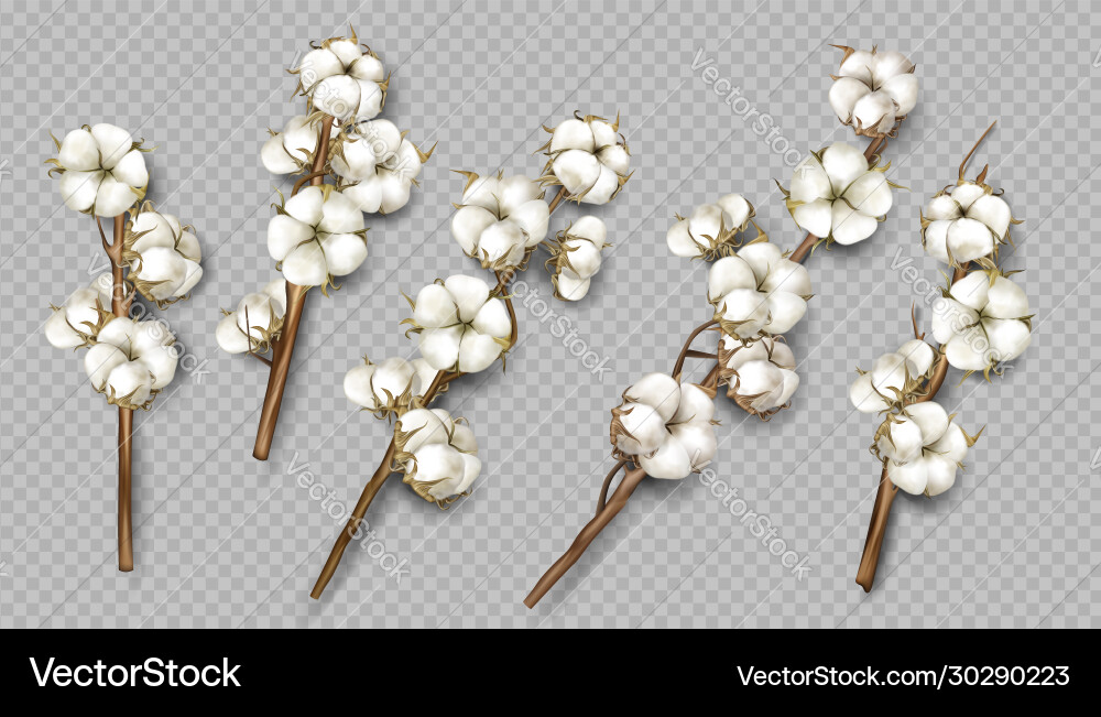 Realistic cotton branches with flowers and stems Vector Image