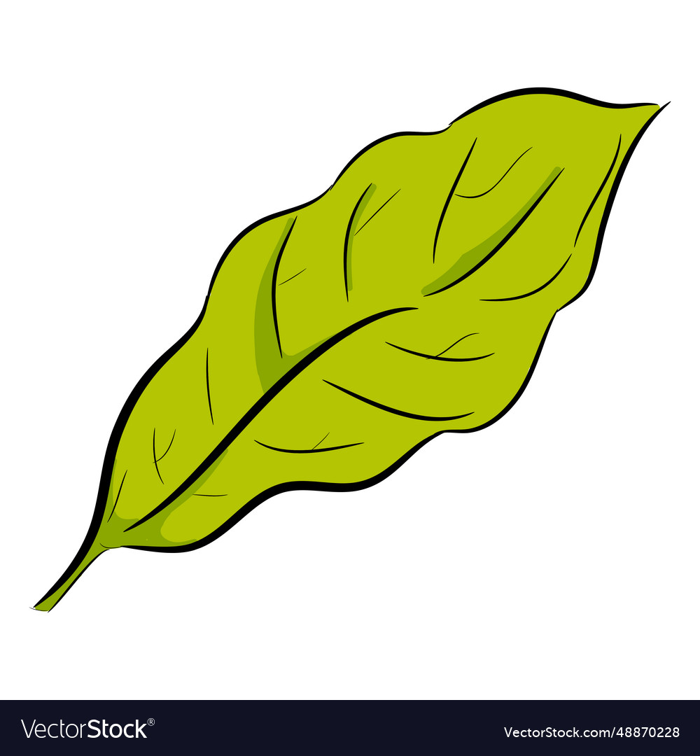 Green leaf side view Royalty Free Vector Image